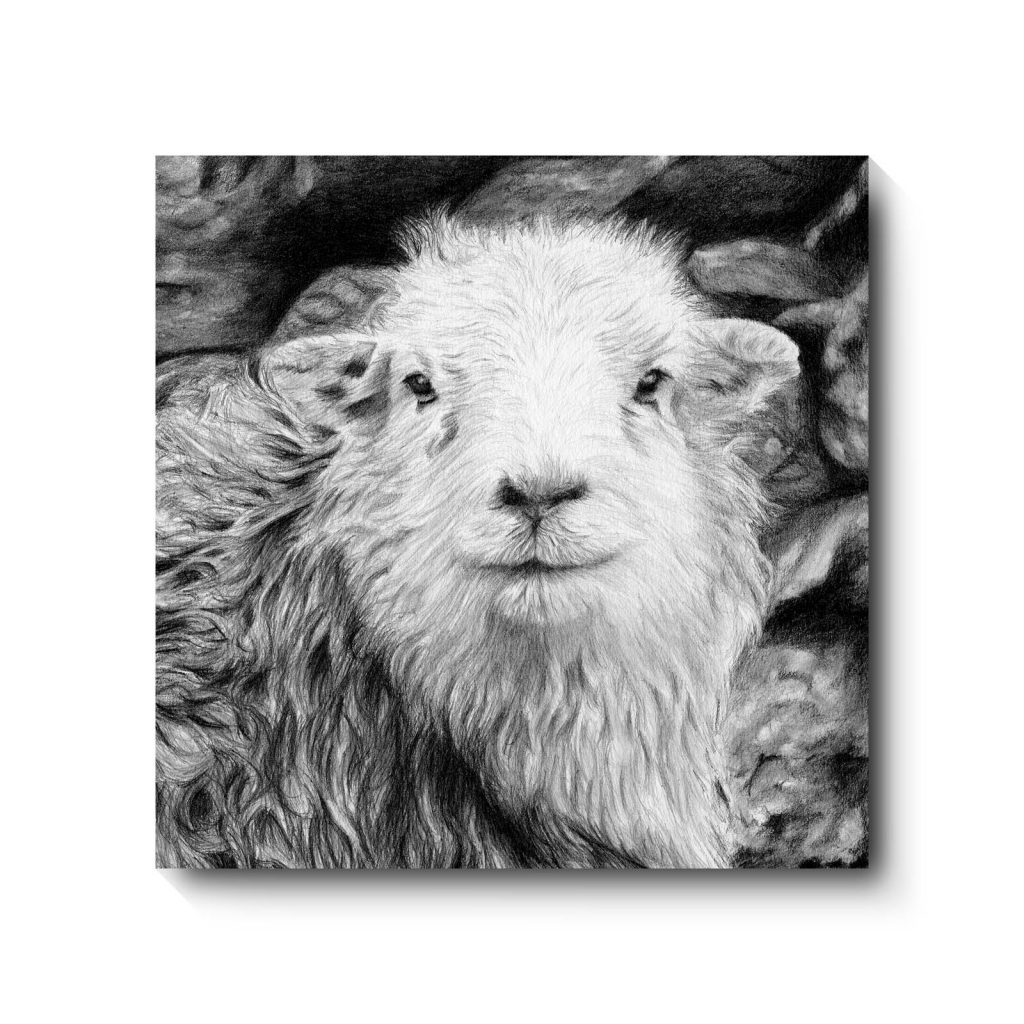Herdwick Sheep - Cumbrian Artist David Pooley