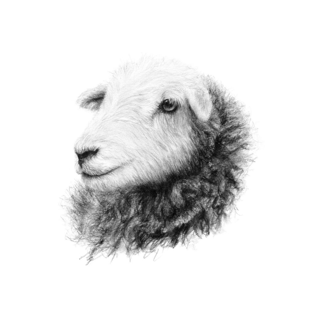 Ewe Look - Cumbrian Artist David Pooley
