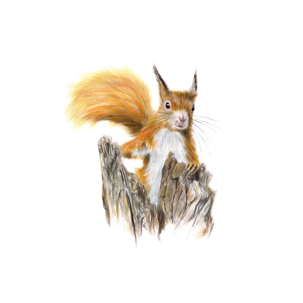 Bushy - Cumbrian Artist David Pooley