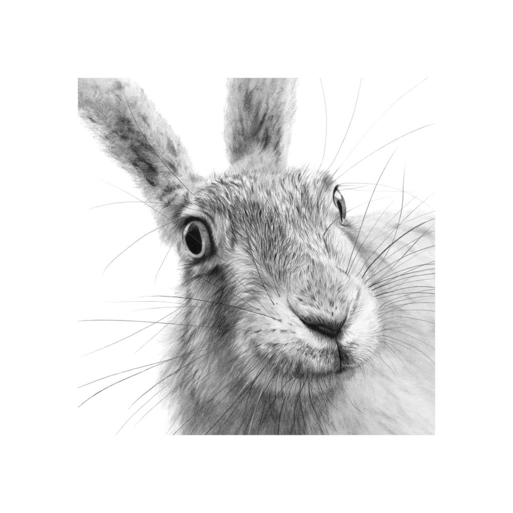 Harriet - Cumbrian Artist David Pooley