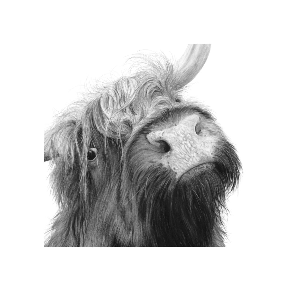 Hamish - Cumbrian Artist David Pooley