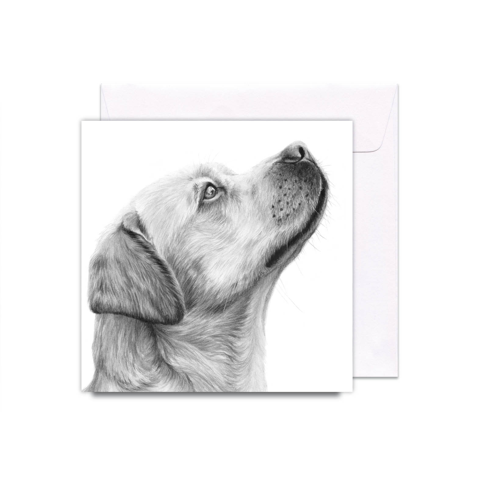 Labrador Retriever Cumbrian Artist David Pooley Labrador Retriever Cumbrian Artist David Pooley