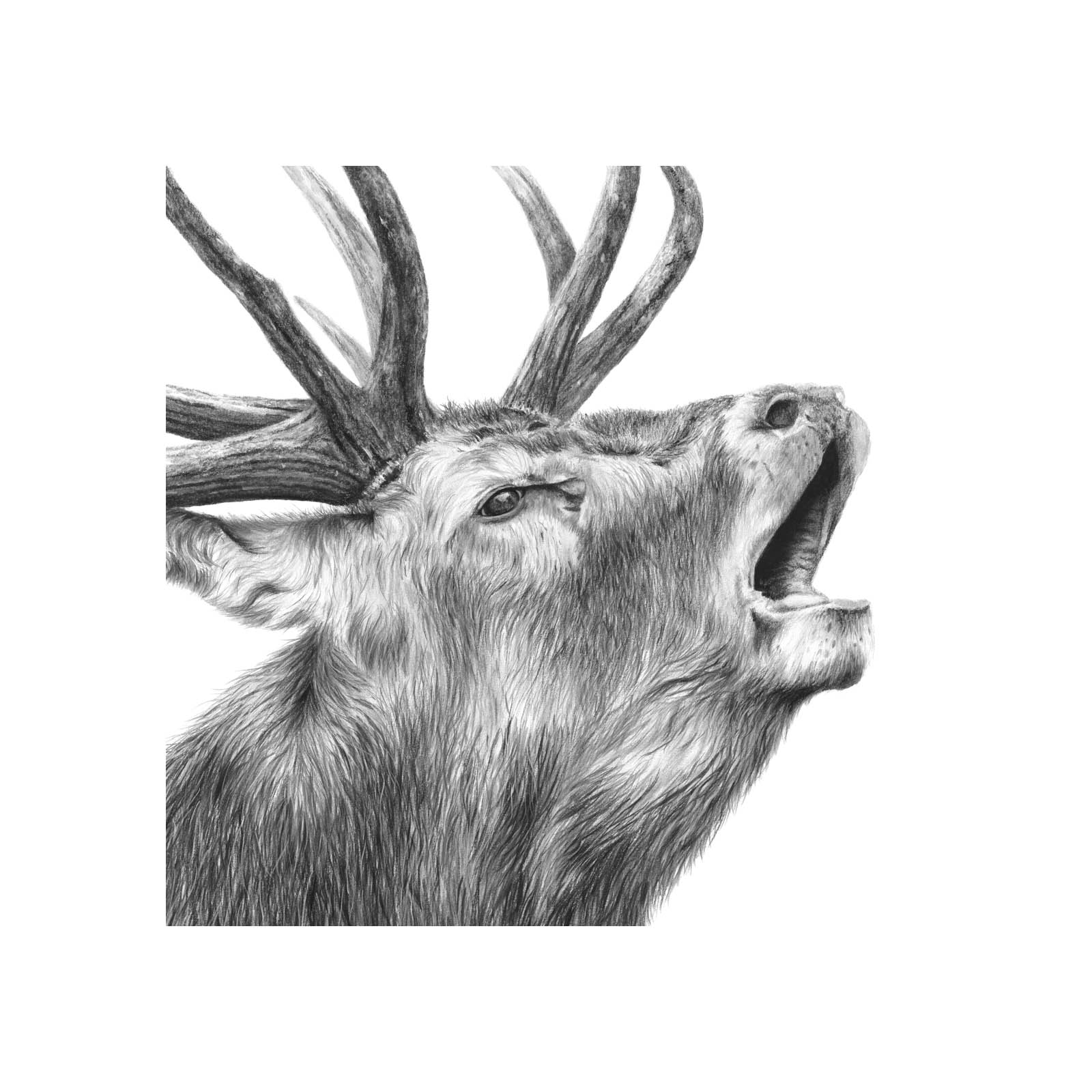 Montgomery - Cumbrian Artist David Pooley