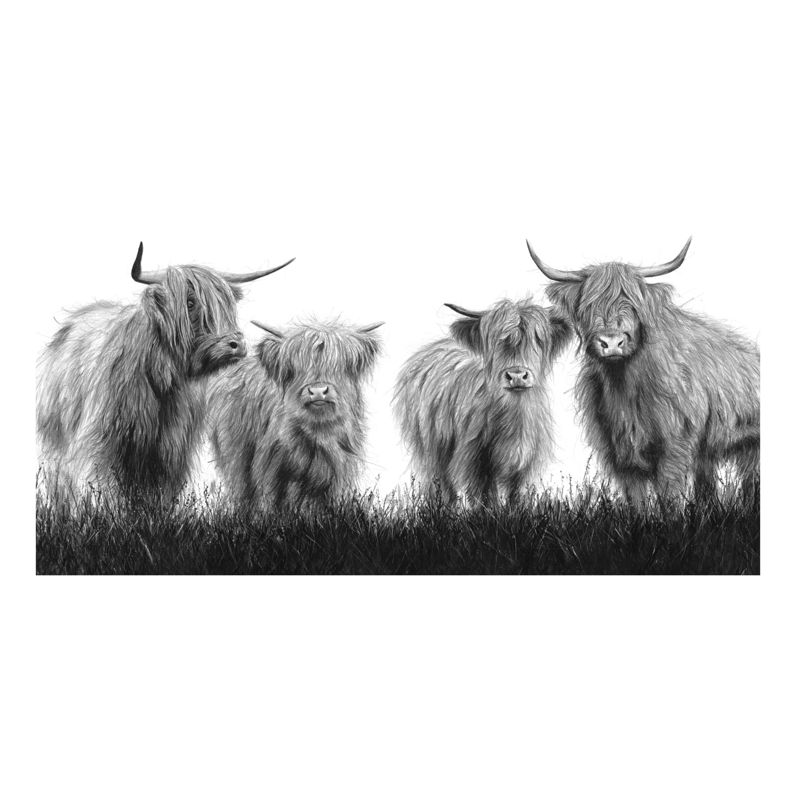 Highland Coos - Cumbrian Artist David Pooley